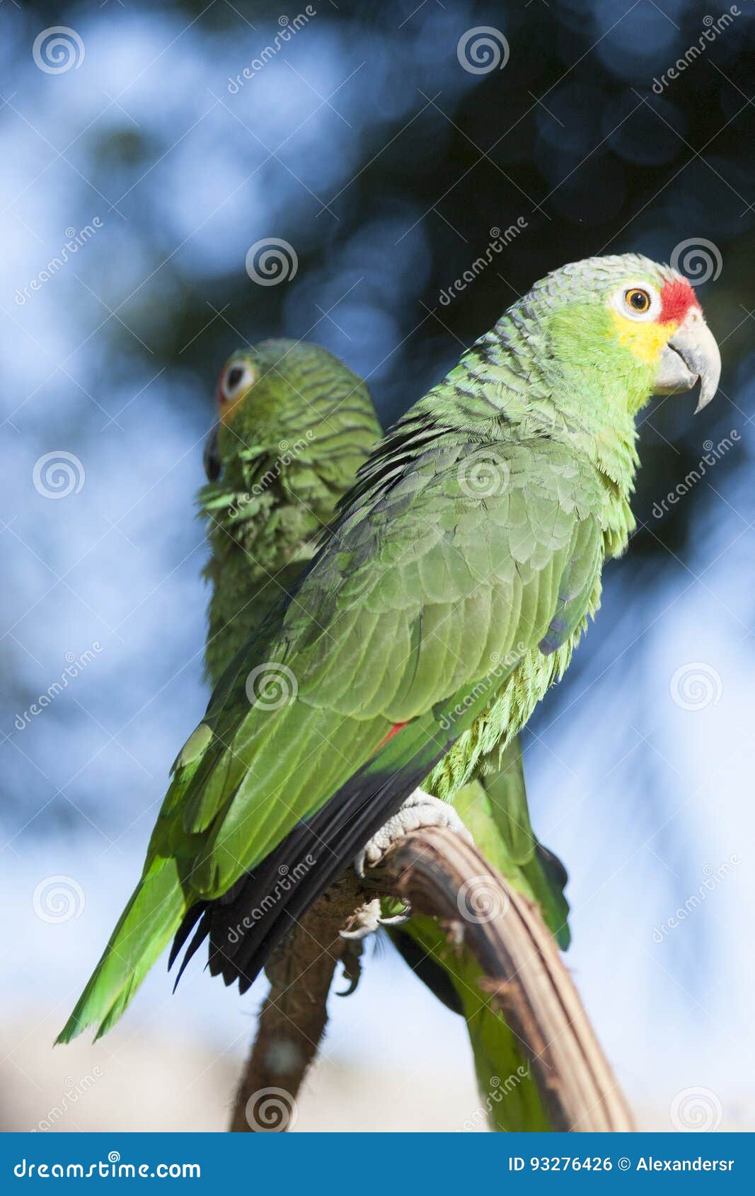 Loro Verde En El Salvaje Y El Bokeh Foto de archivo - Imagen de ...