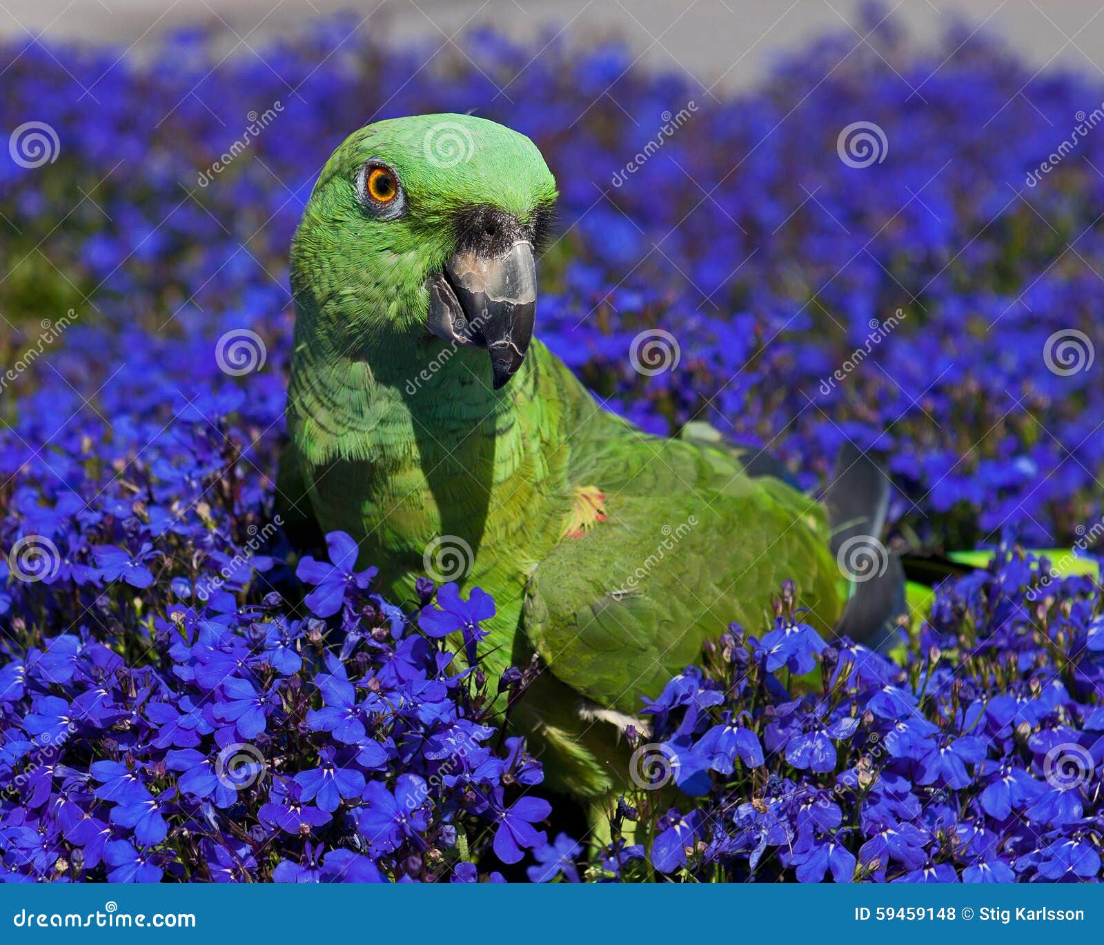 Loro Verde En Las Flores Azules Foto de archivo - Imagen de registro ...