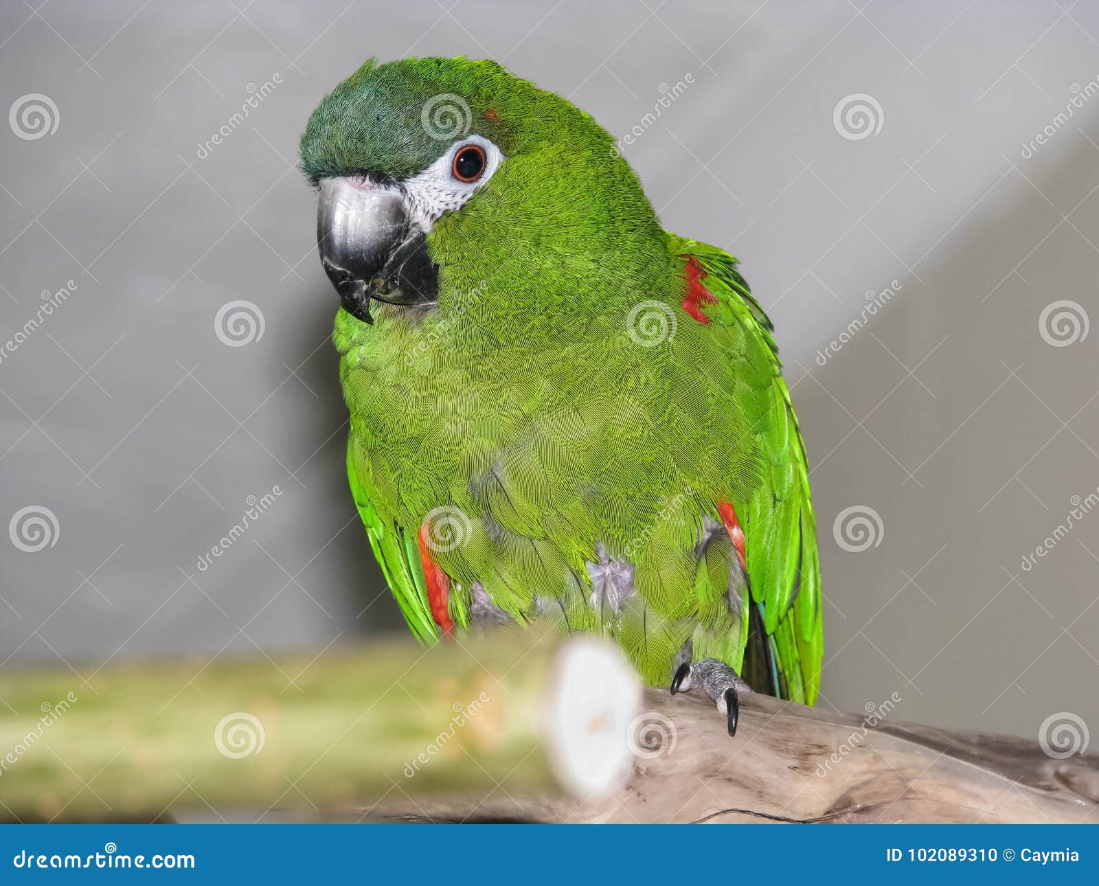 Loro Verde, Macaw Del ` S De Hahn En Perca Dentro Foto de archivo - Imagen de colorido, mini ...