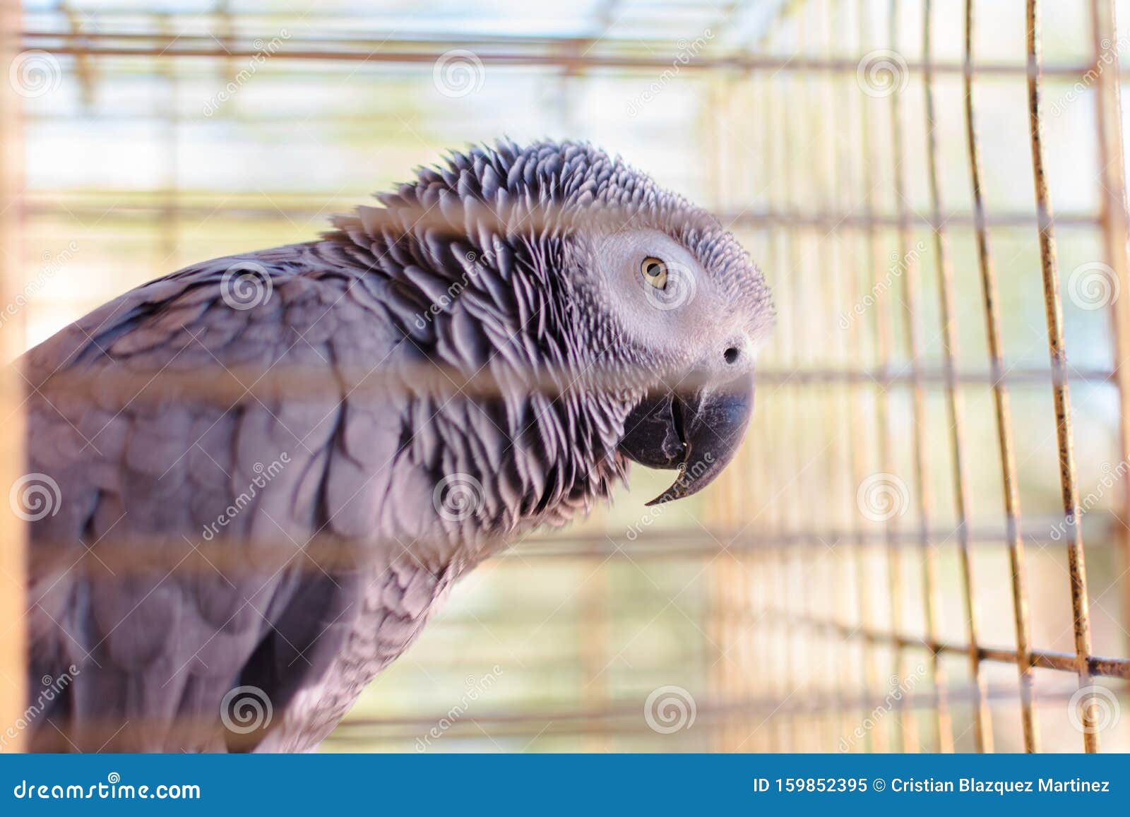 Loro Yaco Psittacus Erithacus En Su Jaula Imagen de archivo - Imagen de ...