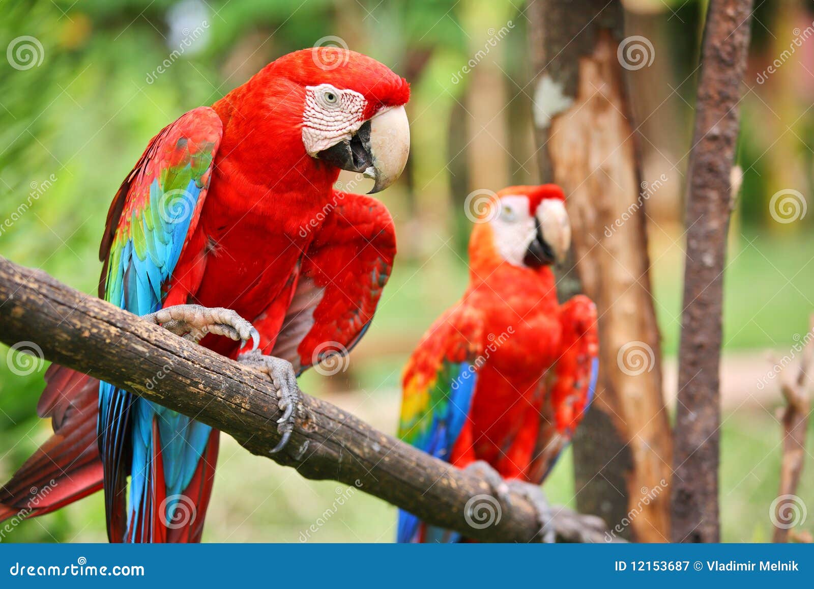 Loros imagen de archivo. Imagen de ecuador, loro, brasil - 12153687