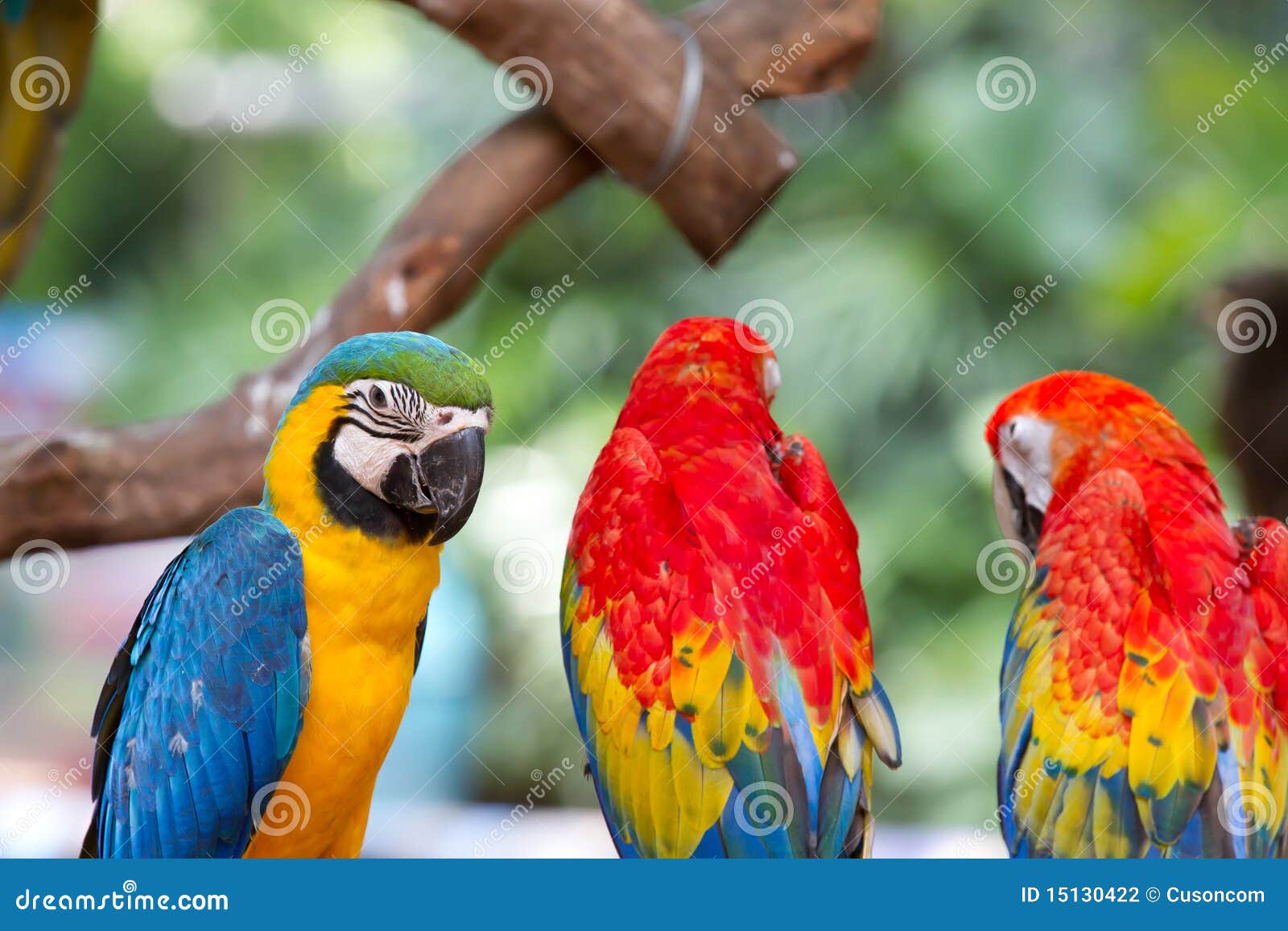 Loros foto de archivo. Imagen de loro, subida, familia - 15130422