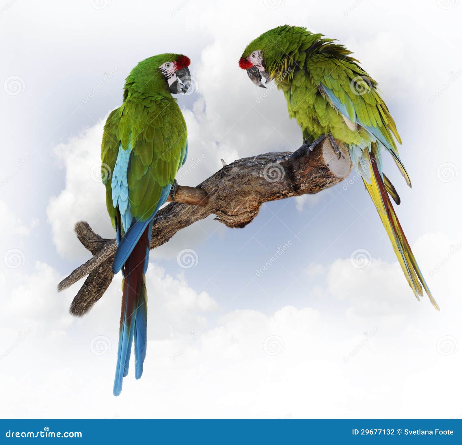 Loros foto de archivo. Imagen de cubo, perfilando, azul - 29677132