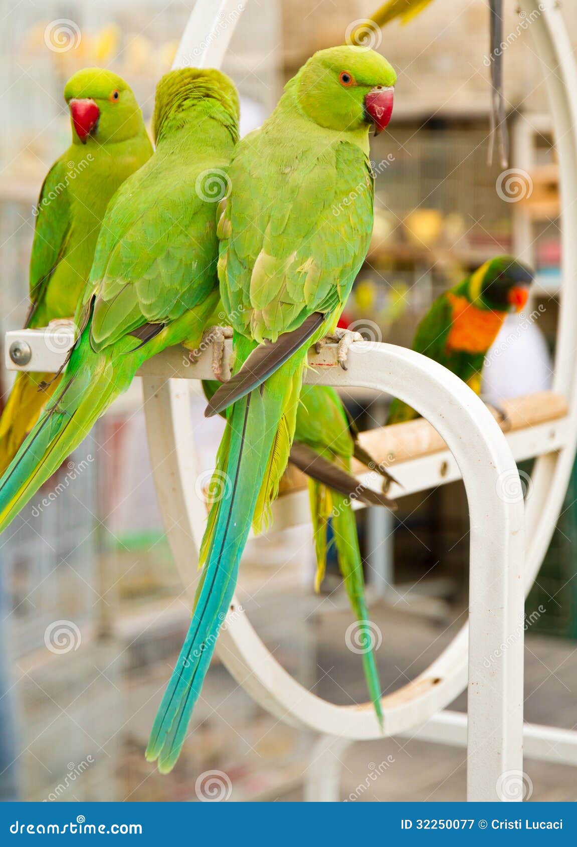 Loros imagen de archivo. Imagen de cubo, amarillo, rojo - 32250077