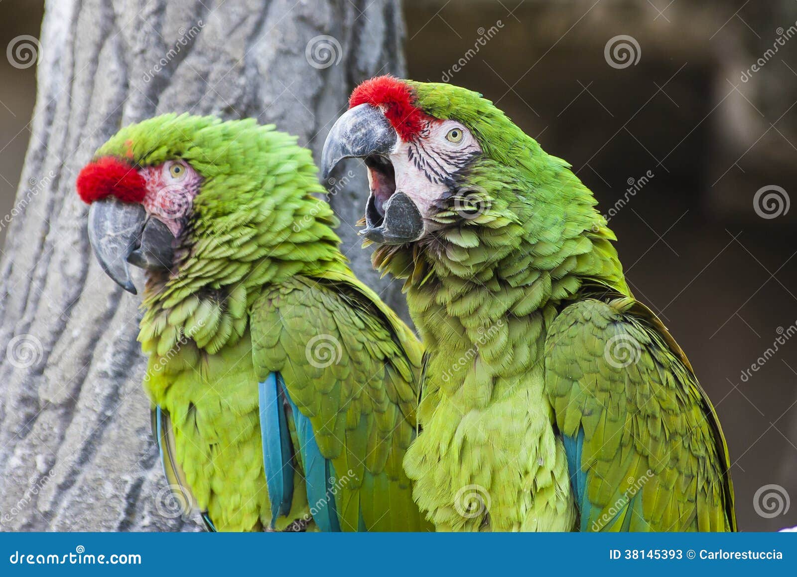 Loros imagen de archivo. Imagen de verde, amazonas, machacar - 38145393