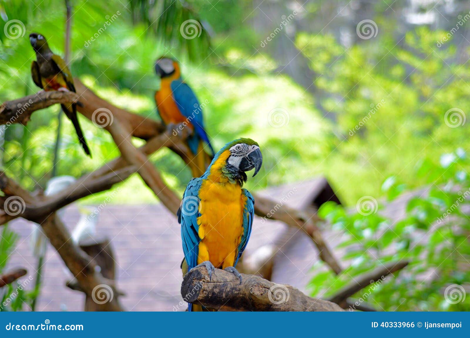 Loros foto de archivo. Imagen de travieso, azul, fondo - 40333966