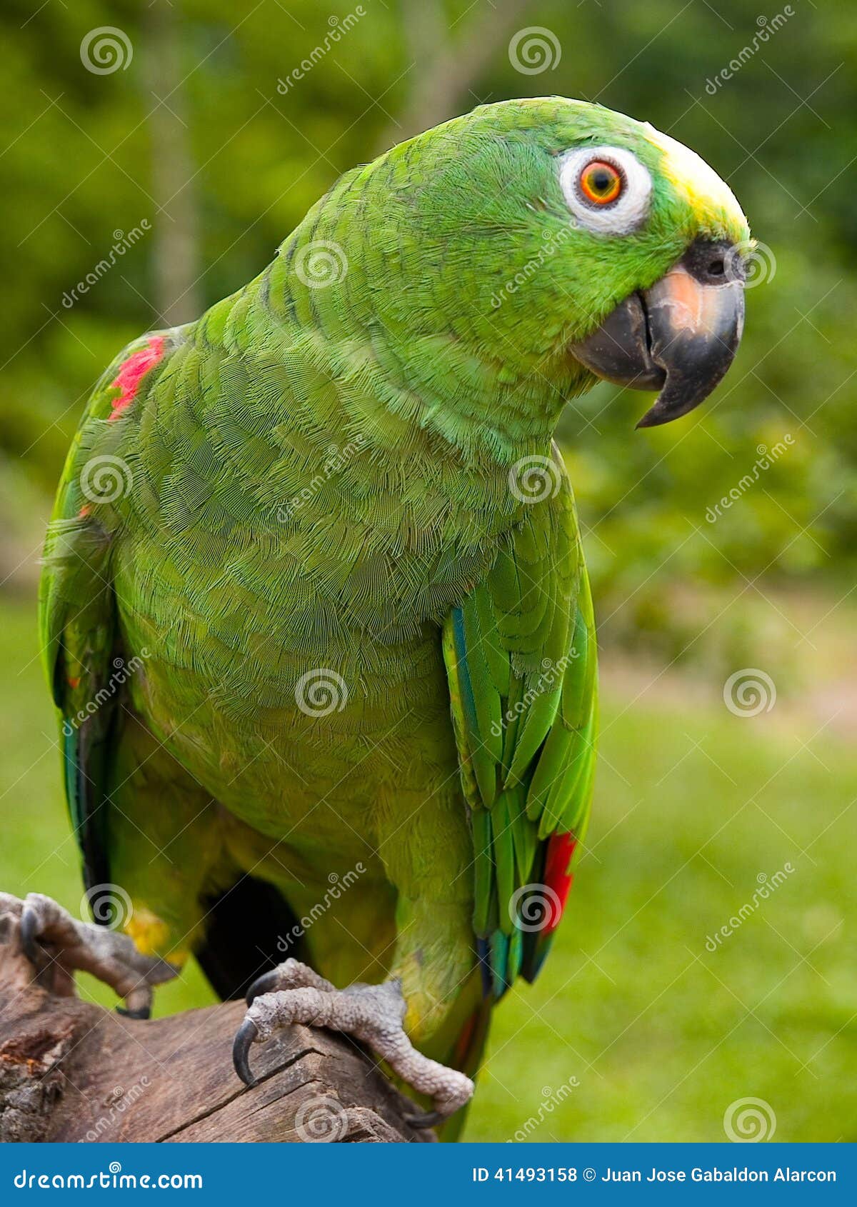 Loros foto de archivo. Imagen de verde, bosque, rojo - 41493158