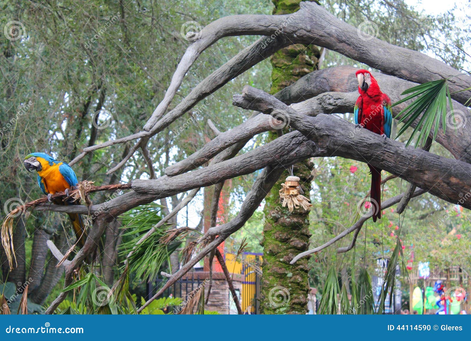 Loros foto de archivo. Imagen de parque, sentada, ramificaciones - 44114590