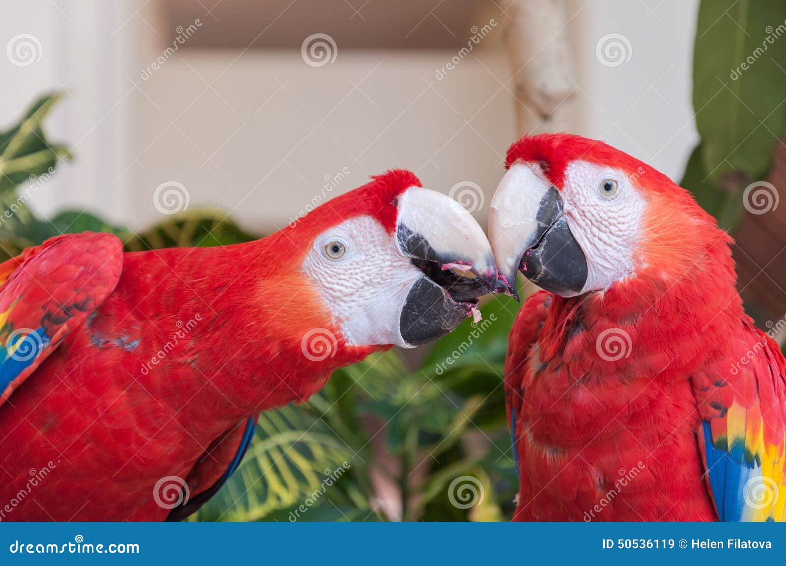 Loros imagen de archivo. Imagen de nadie, fauna, pico - 50536119