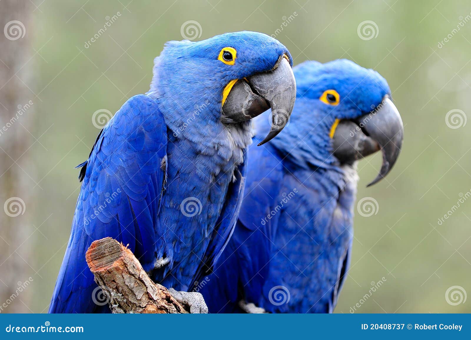 Loros azules imagen de archivo. Imagen de mascota, amazonas - 20408737
