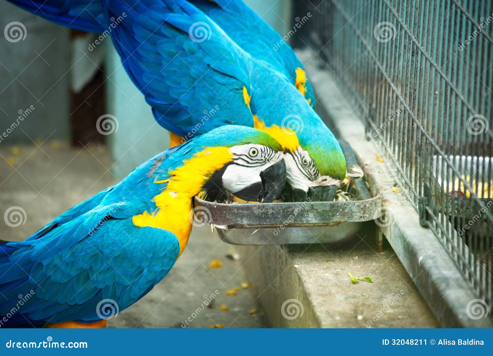 Loros azules grandes imagen de archivo. Imagen de azul - 32048211