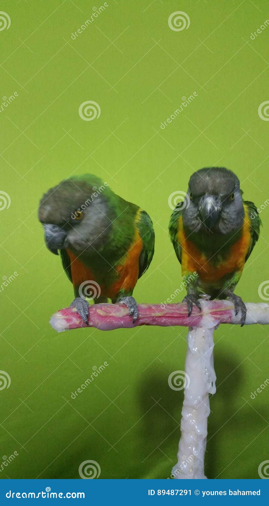 Loros bonitos imagen de archivo. Imagen de animal, loro - 89487291