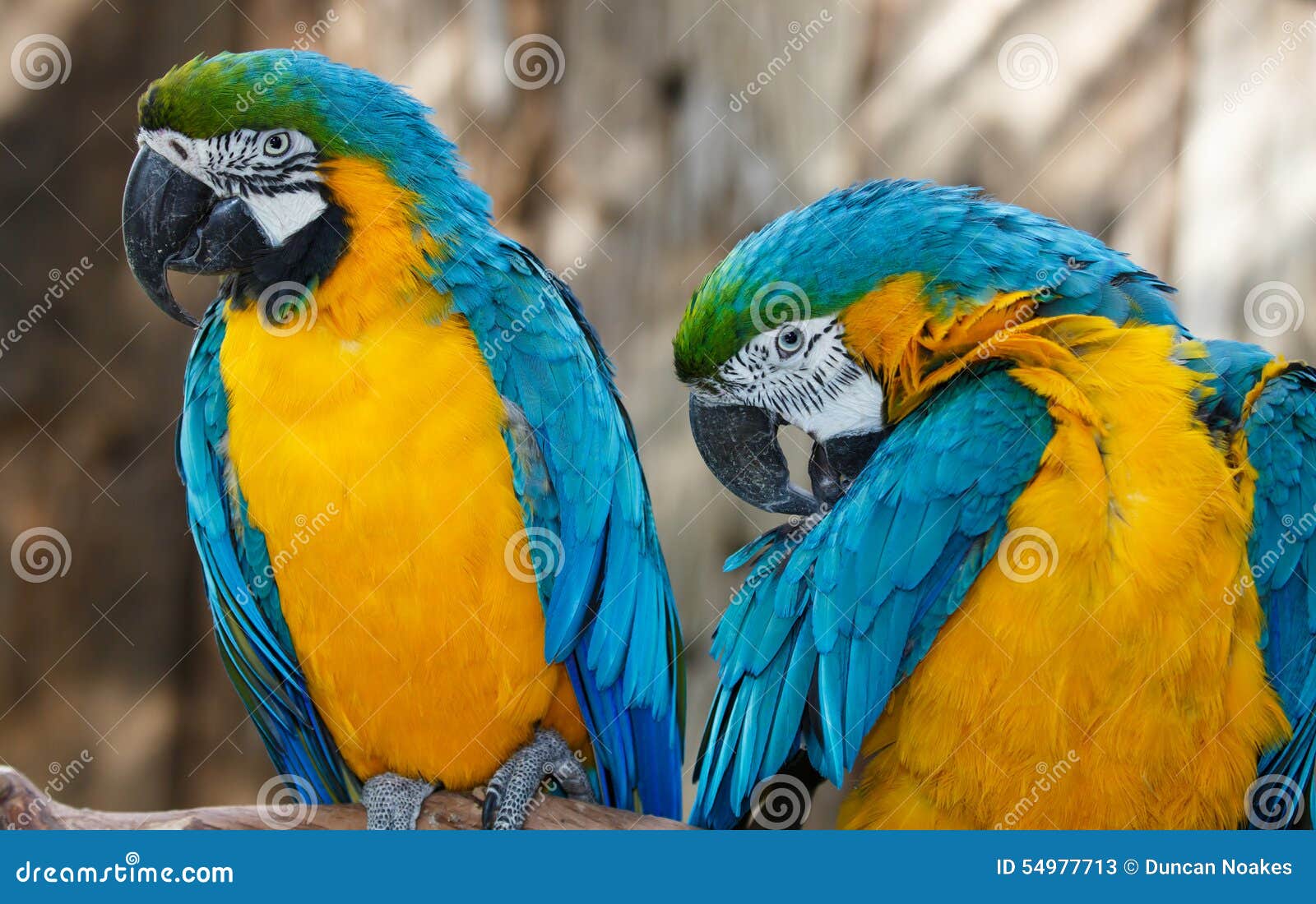 Loros bonitos del Macaw imagen de archivo. Imagen de piel - 54977713