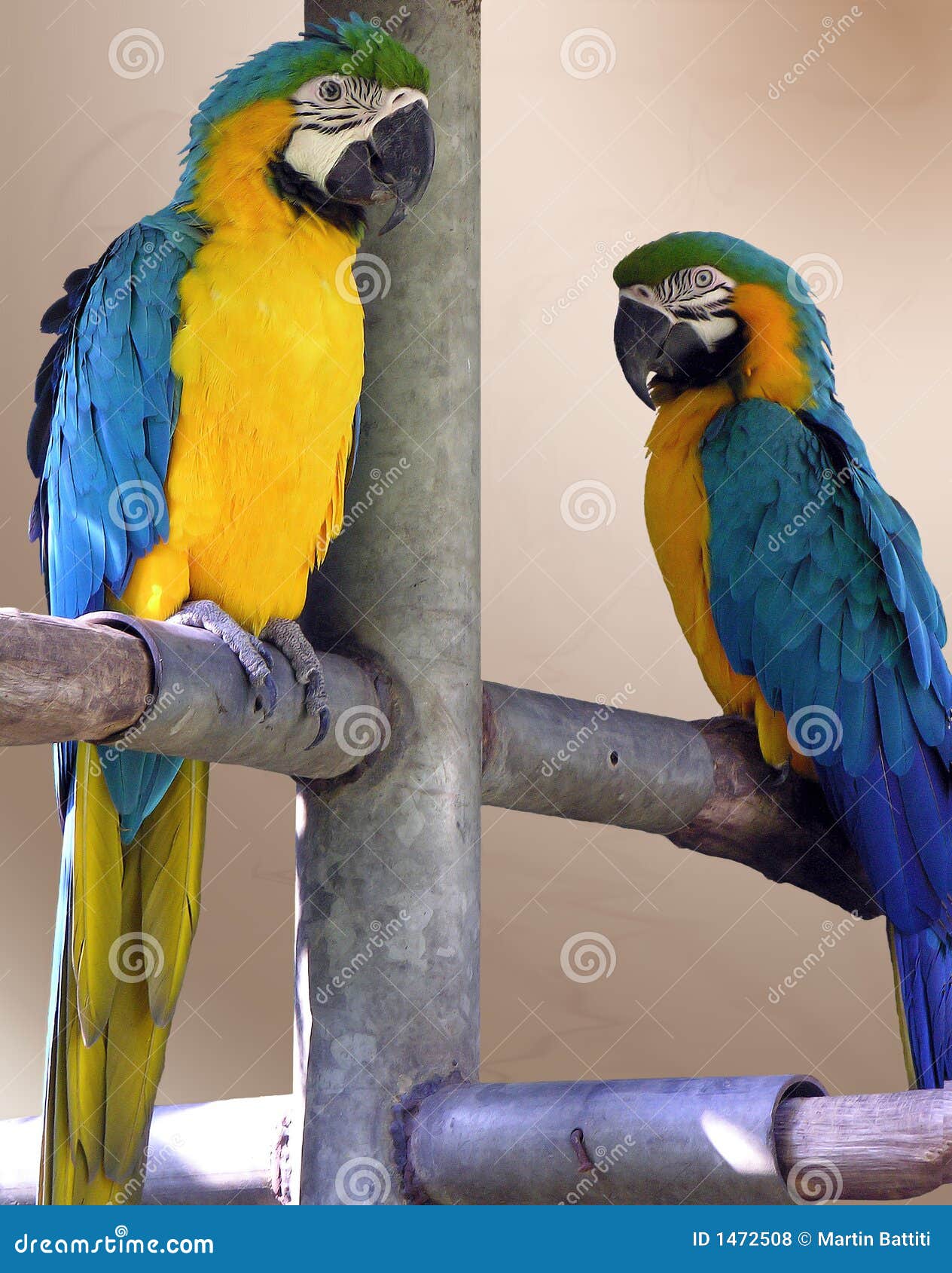 Loros, colores increíbles foto de archivo. Imagen de raro - 1472508