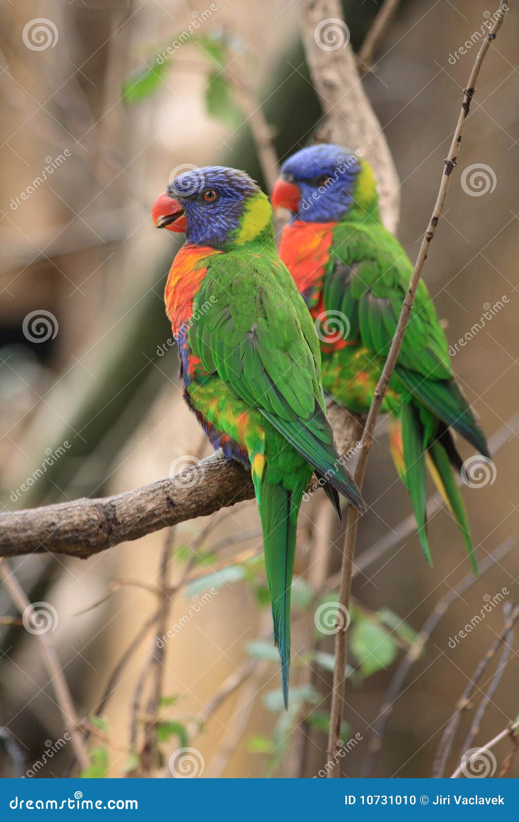 Loros del color foto de archivo. Imagen de doméstico - 10731010