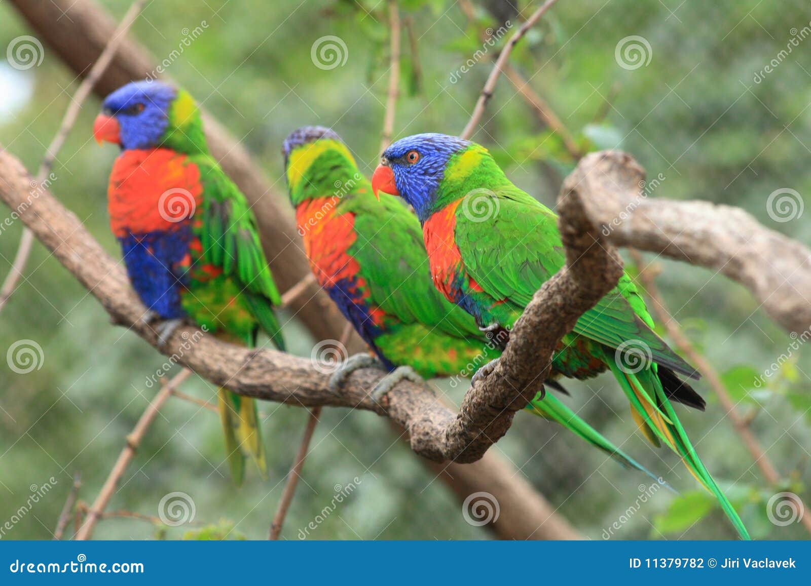 Loros del color foto de archivo. Imagen de joven, expresivo - 11379782