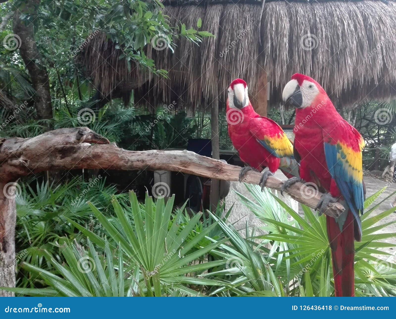 Loros En Selva Tropical Del Paraíso Foto de archivo - Imagen de rojo ...