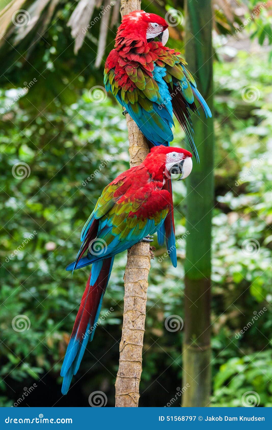 Loros En Su Hábitat Natural, La Selva Imagen de archivo - Imagen de ...