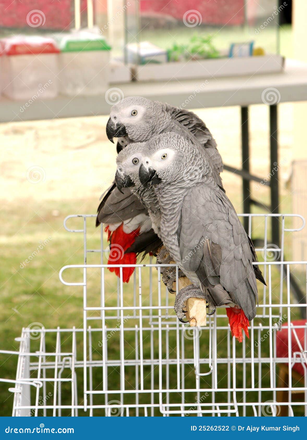 Loros Hermosos Del Gris Africano Foto de archivo - Imagen de fuerte ...