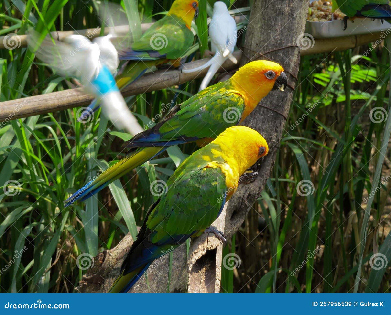 Loros Pequeños De Color Amarillo Verde Budgerigar Color Imagen de ...