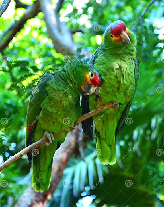 Loros verdes del Amazonas foto de archivo. Imagen de animales - 48414724