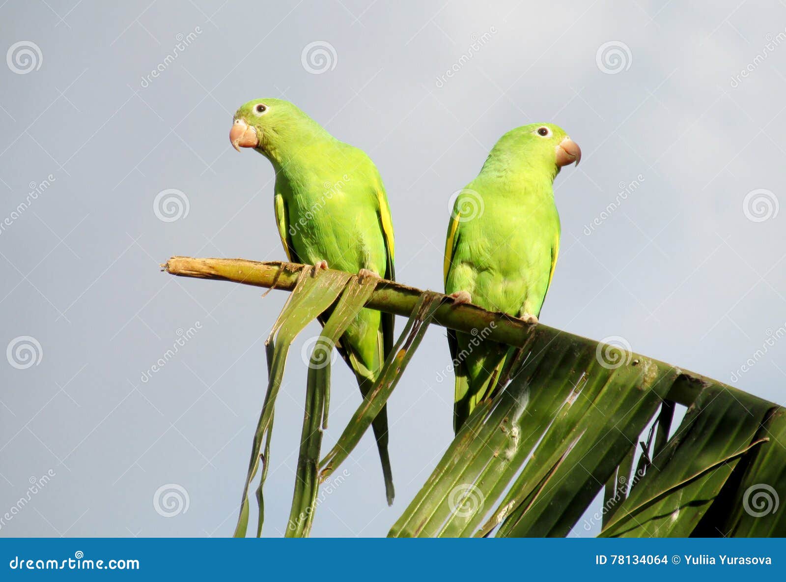 Loros verdes en el árbol foto de archivo. Imagen de color - 78134064