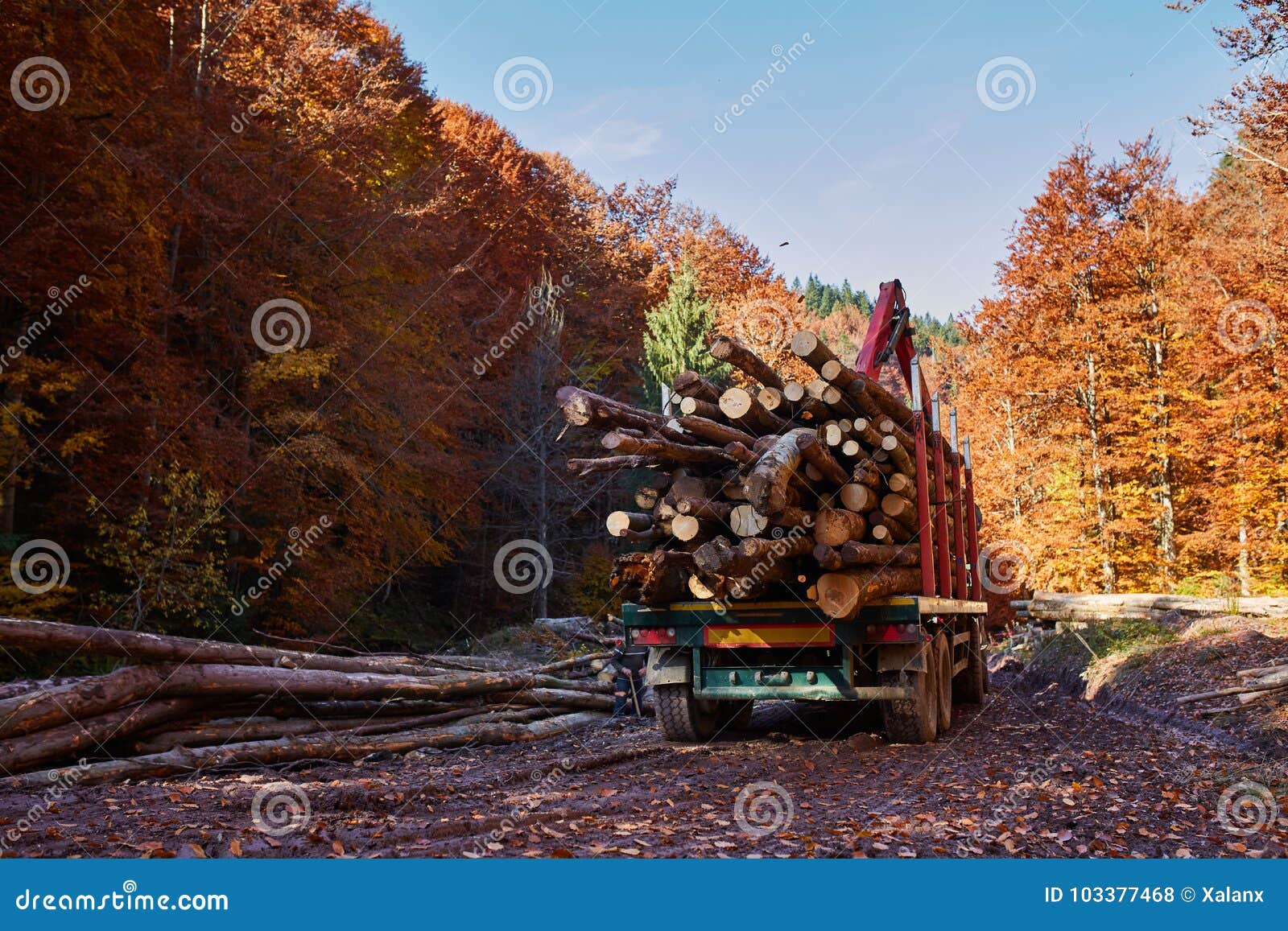 Lorry Transporting Wood Cut Stock Photo - Image of timber, nature ...