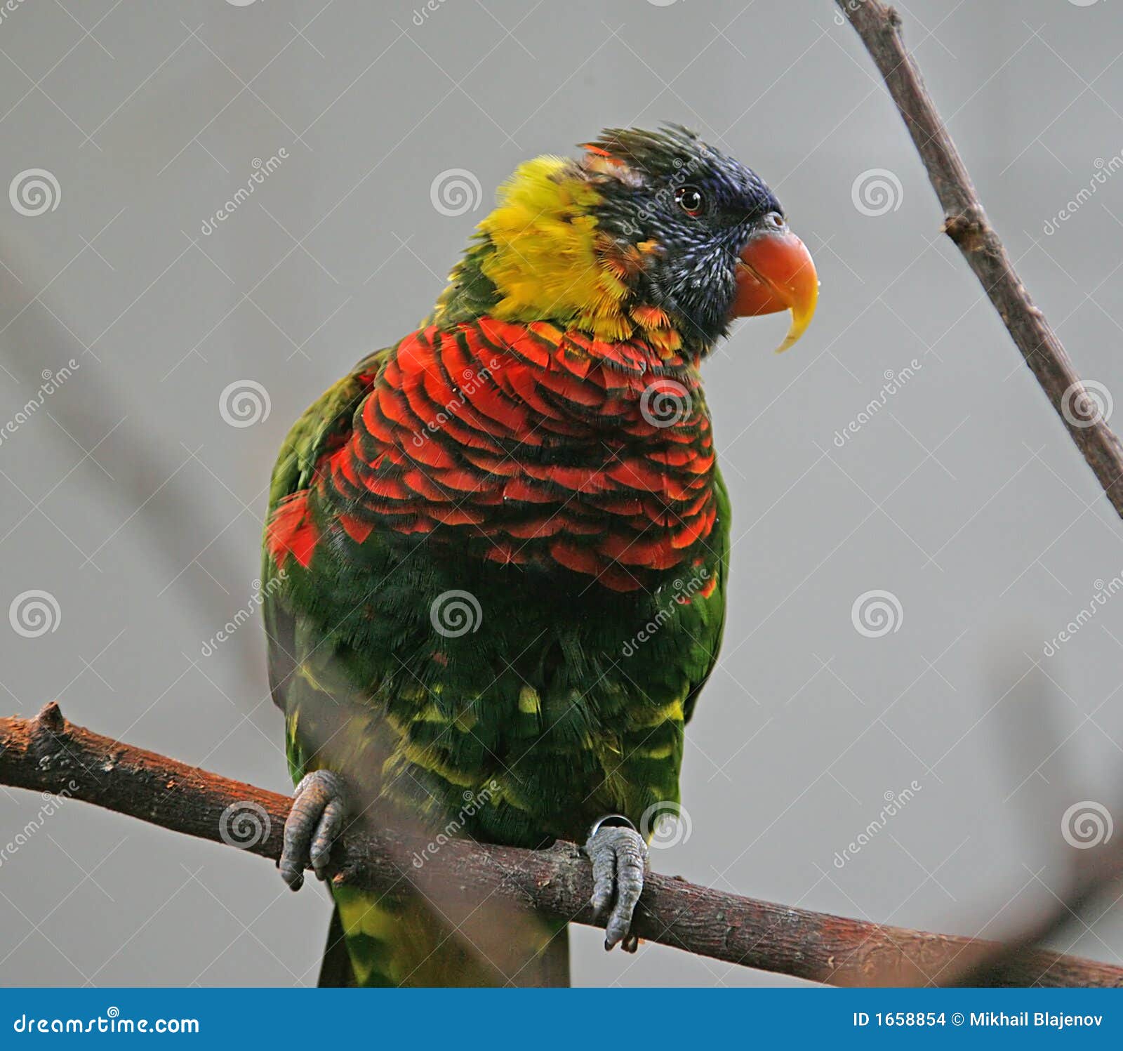 Lory 2 stock photo. Image of wing, branch, portrait, ecology - 1658854