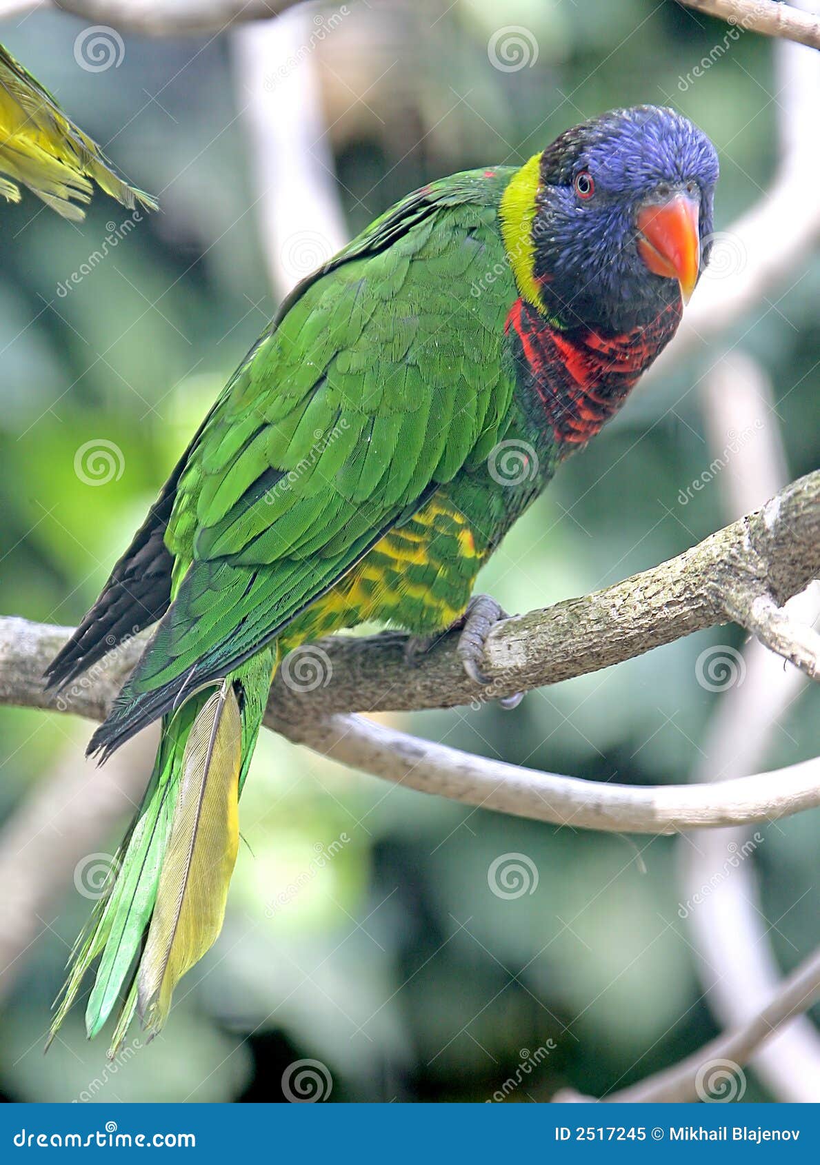 Lory 3 stock image. Image of creature, green, lory, flight - 2517245
