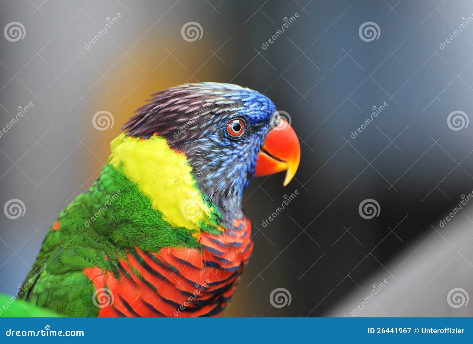 Lory Bird stock image. Image of chick, colorful, companion - 26441967