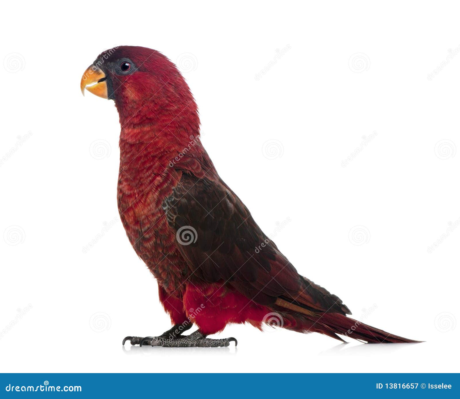 Lory Cardinal, Cardinalis De Chalcopsitta Imagem de Stock - Imagem de ...