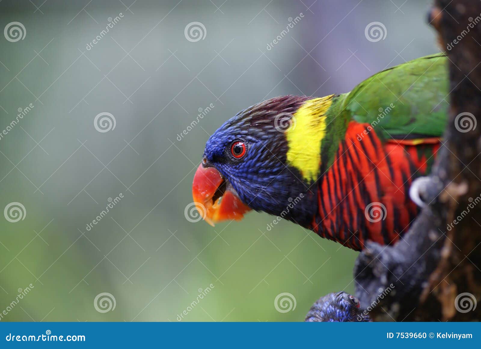 Lory / Lorikeet stock photo. Image of blue, portrait, wildlife - 7539660