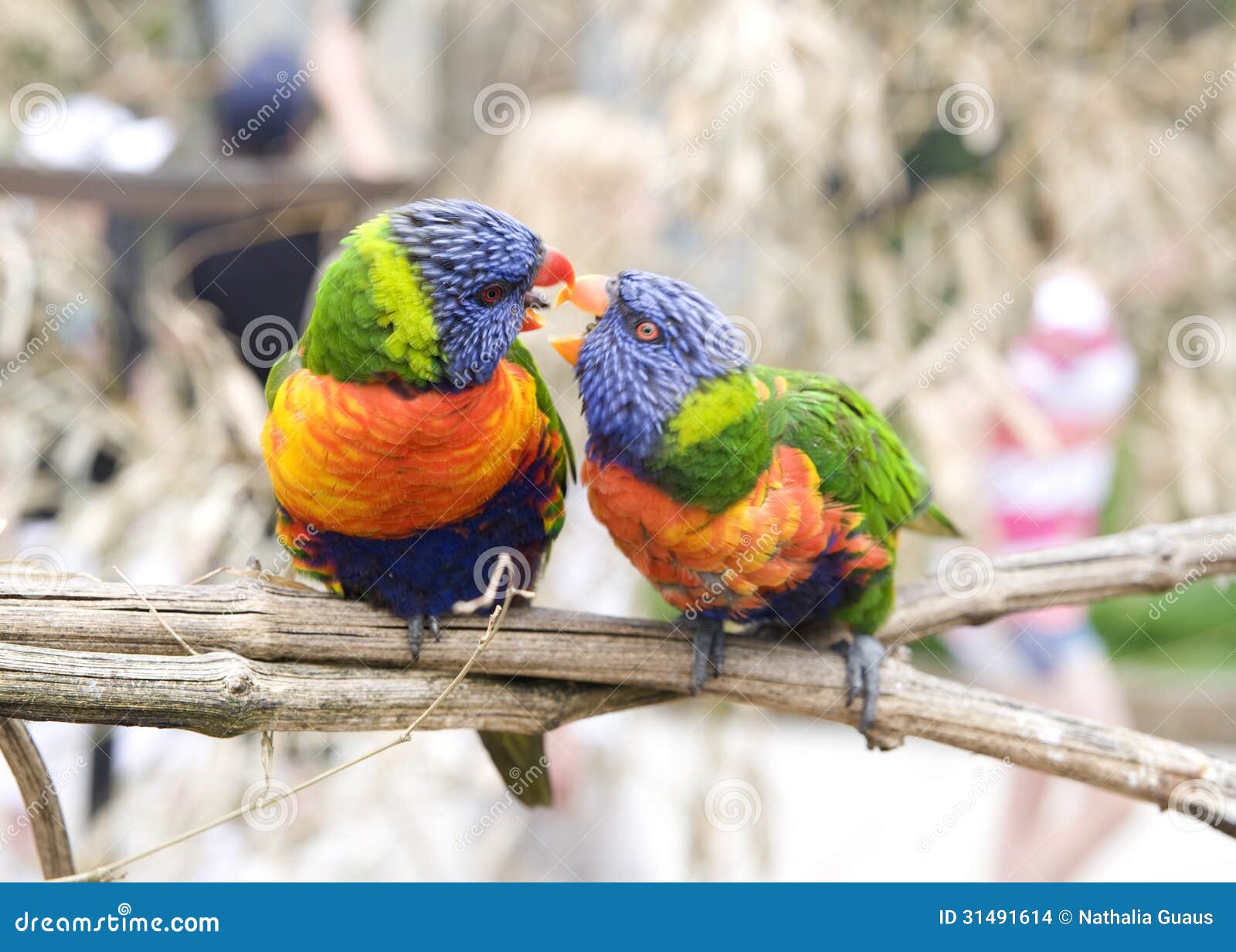 Lory, lorikeets stock photo. Image of bird, sort, colors - 31491614