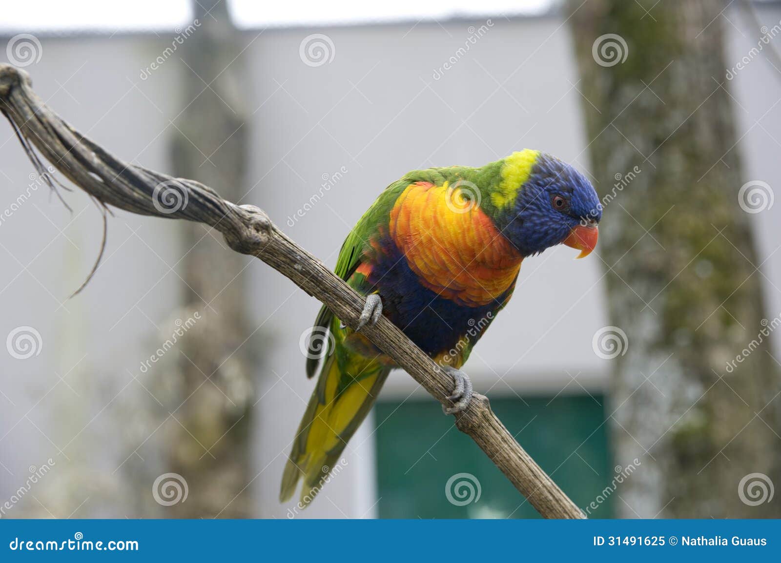 Lory, lorikeets stock image. Image of lory, sort, beak - 31491625