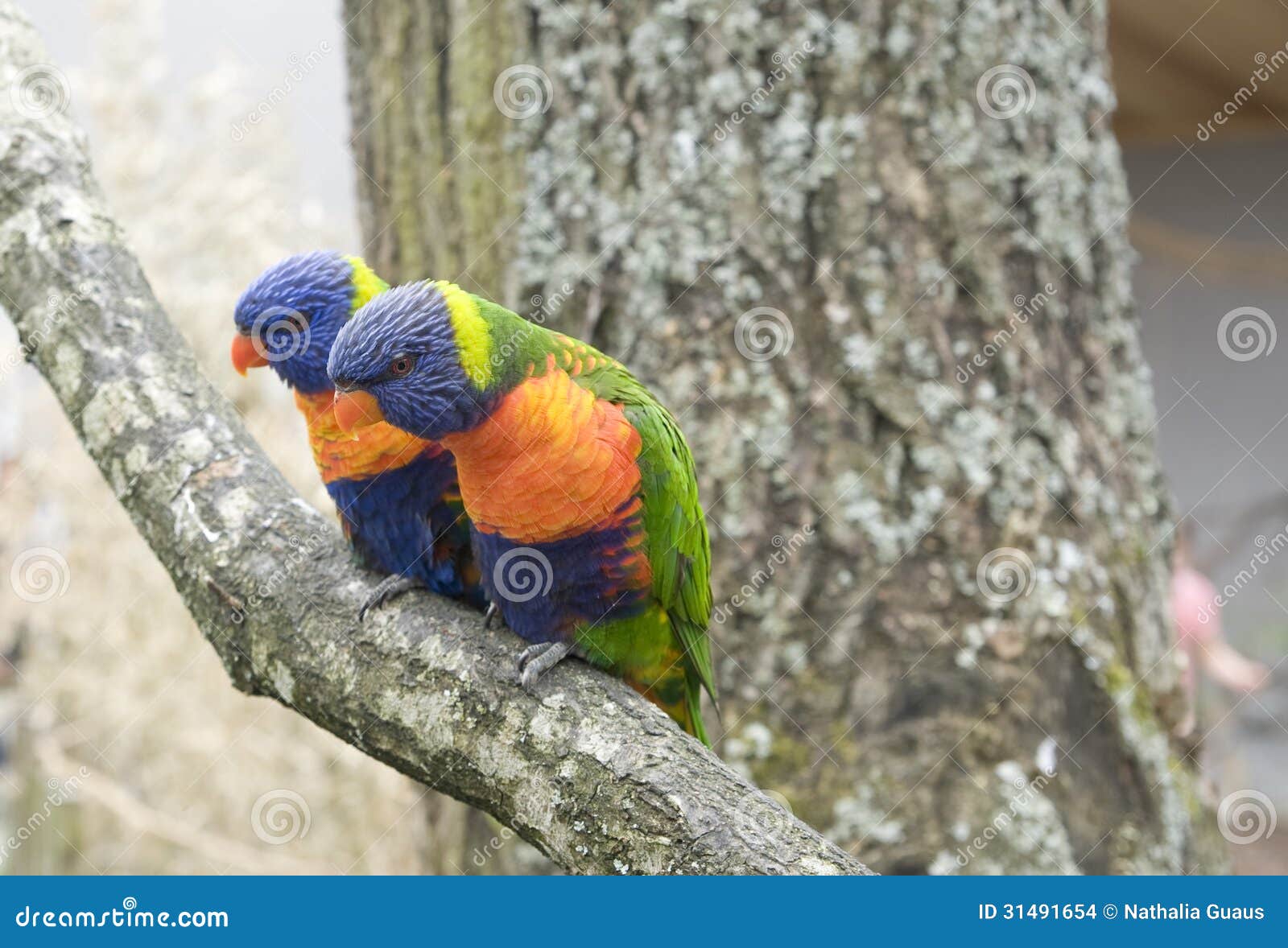 Lory, lorikeets stock photo. Image of parrot, lory, nature - 31491654