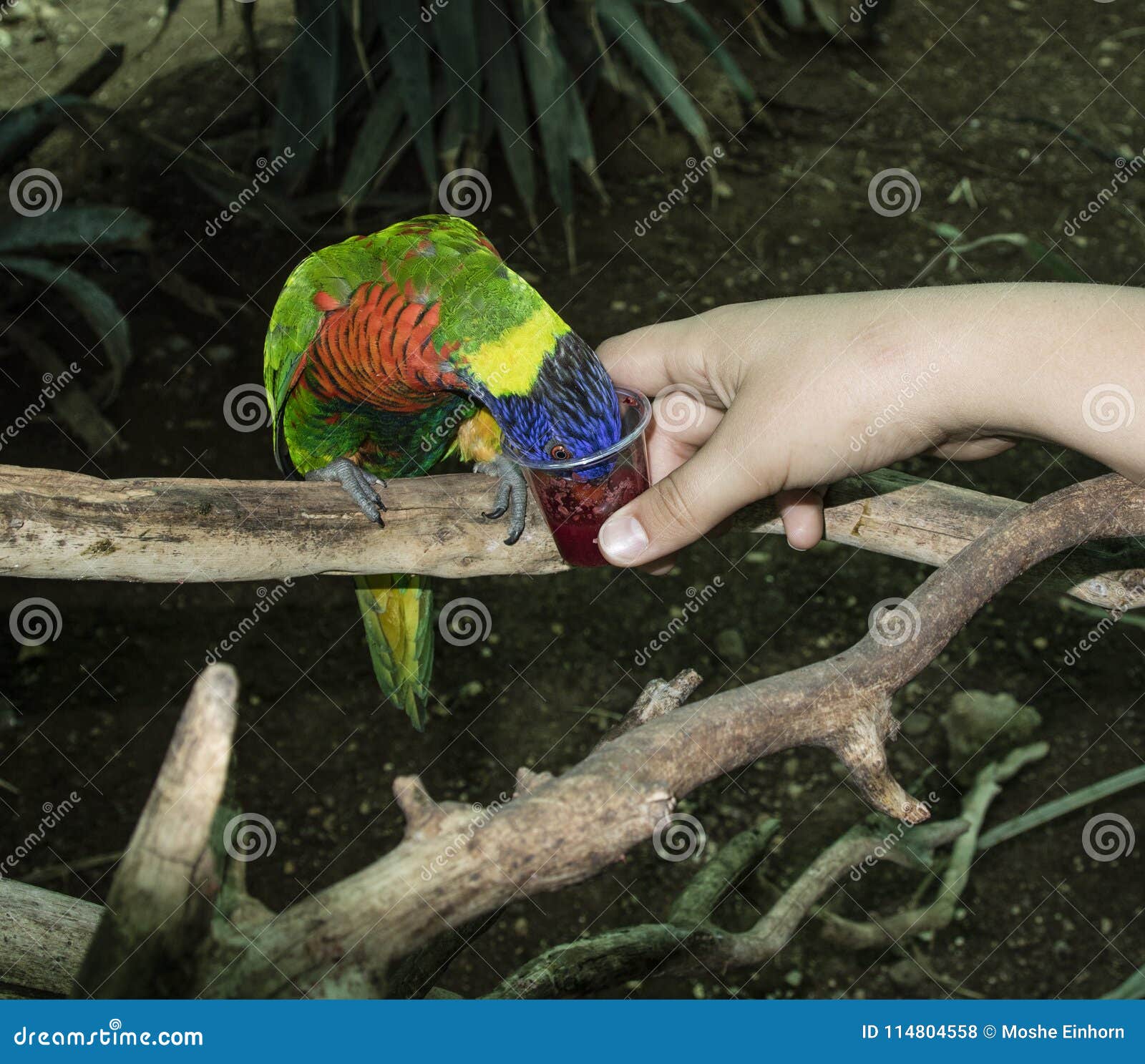 Feeding a Parrot stock photo. Image of beak, colorful - 114804558