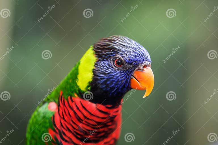 Lory stock image. Image of tongues, birds, blue, beauty - 30886143