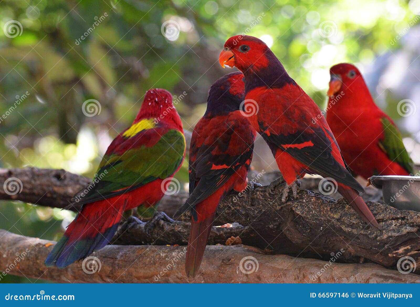 Lory red bird stock photo. Image of lory, natural, feather - 66597146