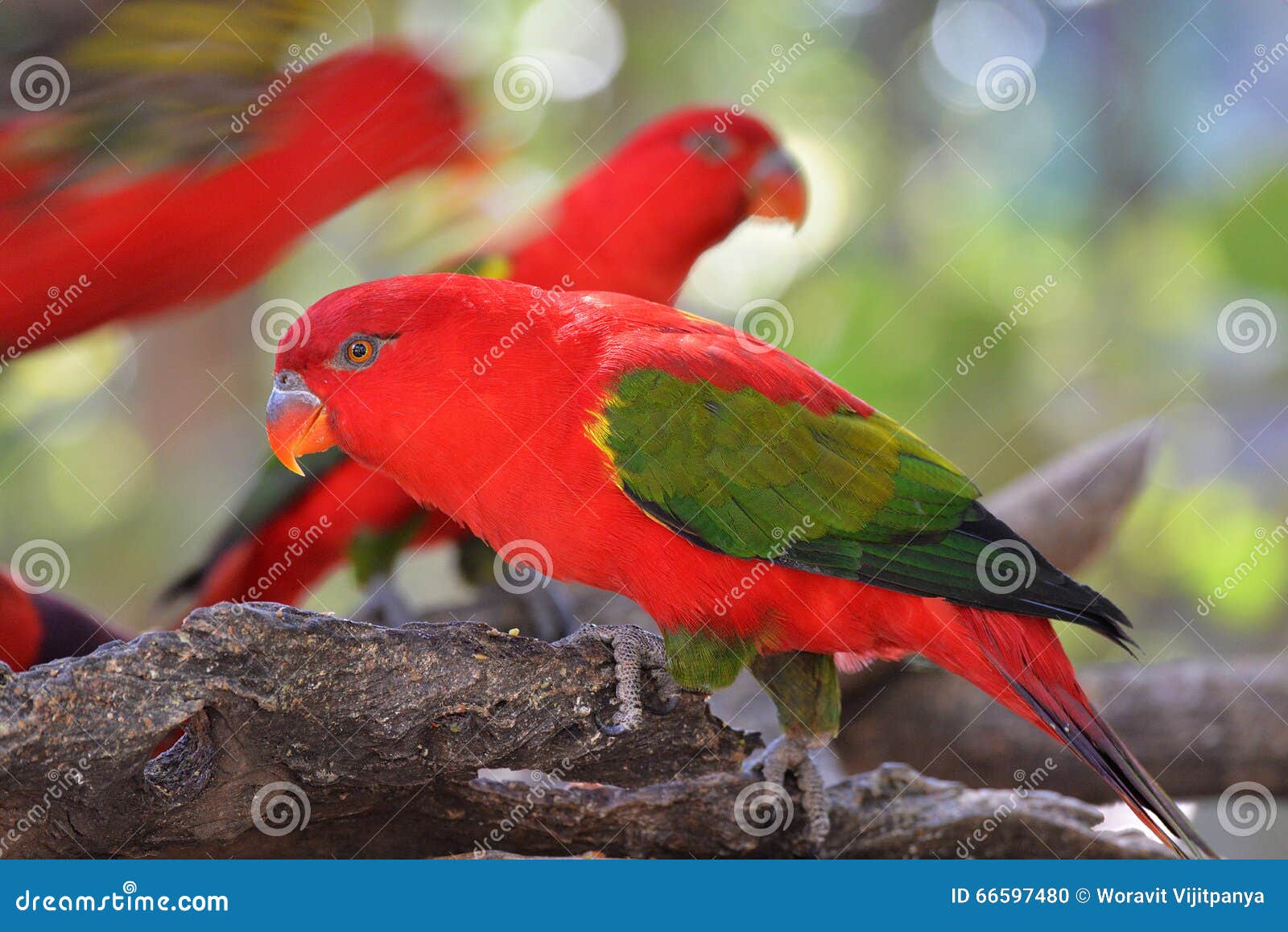 Lory red bird stock photo. Image of lory, chattering - 66597480