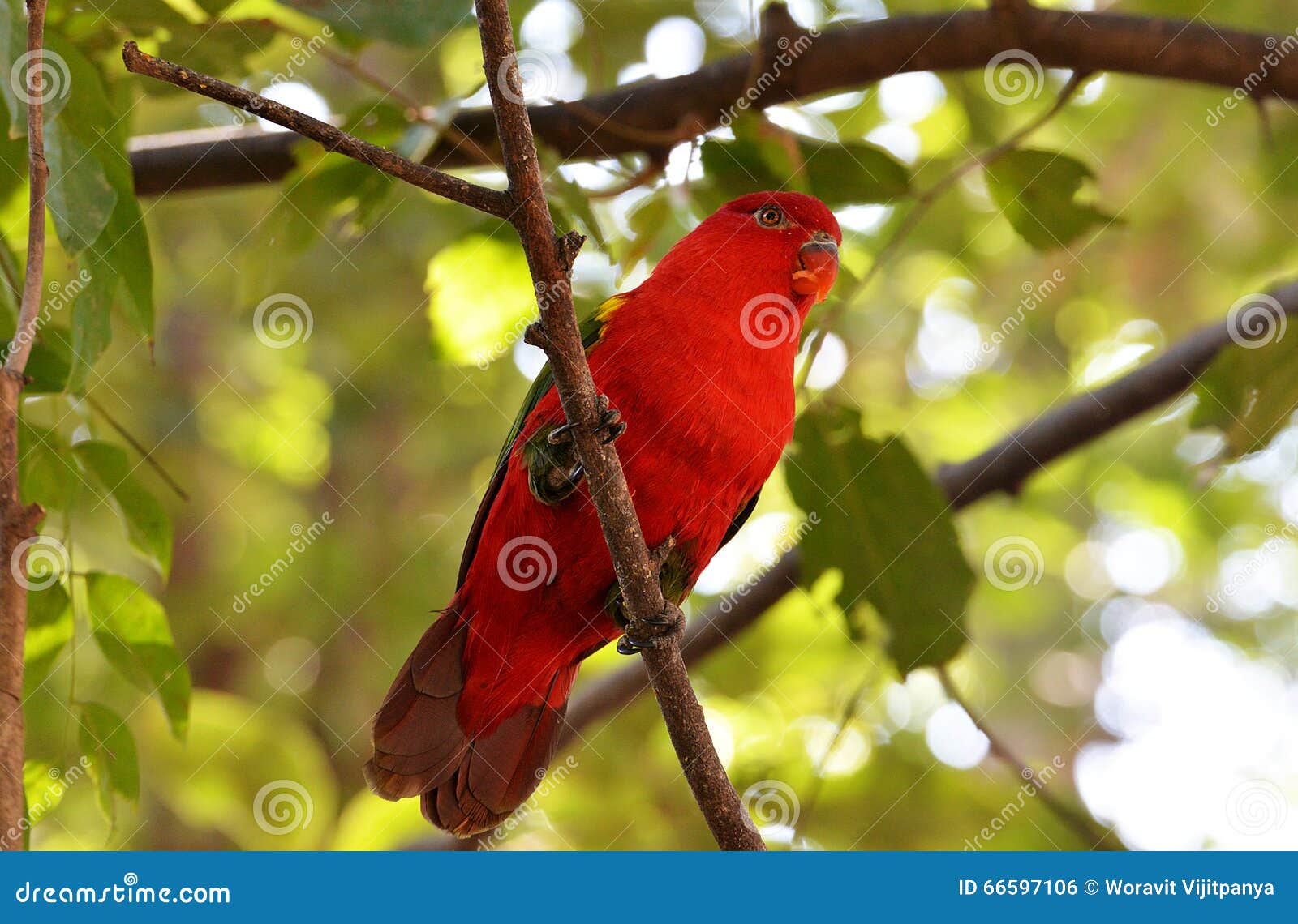 Lory on tree stock photo. Image of male, beautiful, branch - 66597106