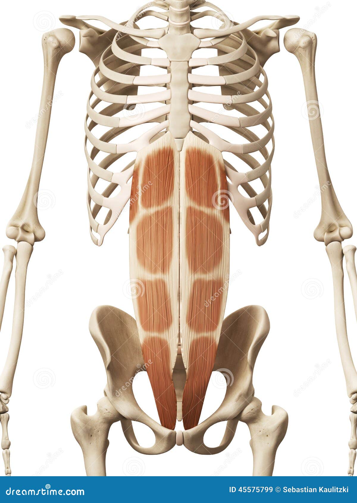 Los Abdominis Del Músculo Recto Stock de ilustración - Ilustración de ...