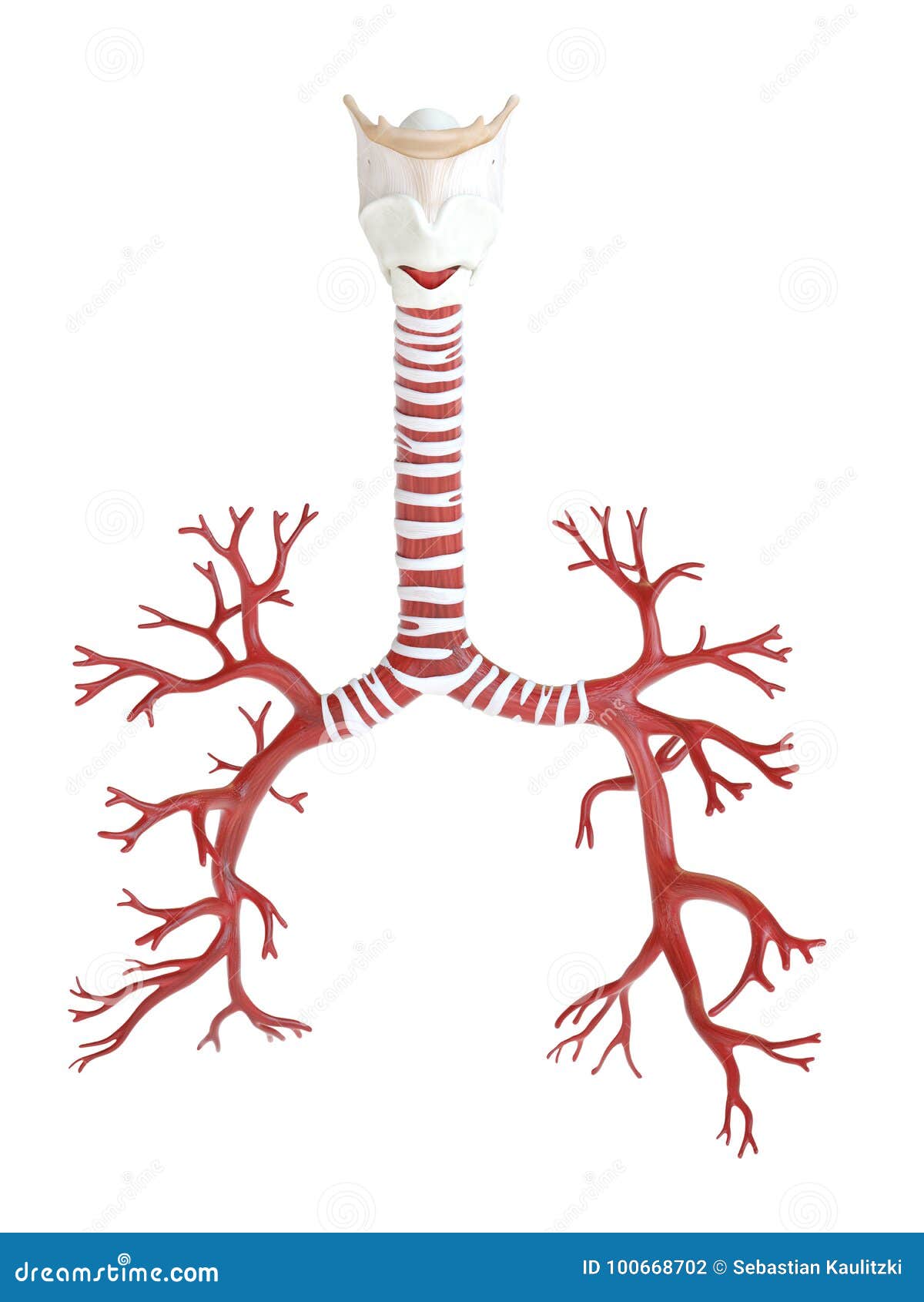 Los bronquios humanos stock de ilustración. Ilustración de ...