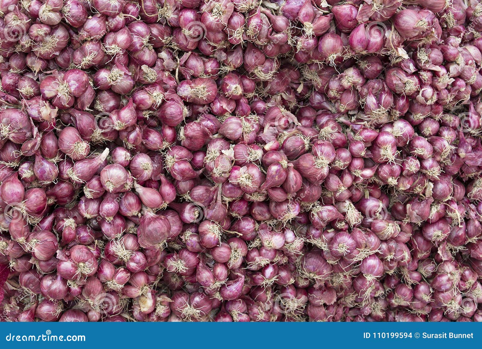 Los Chalotes Se Utilizan Como Especia Para Cocinar Foto de archivo ...