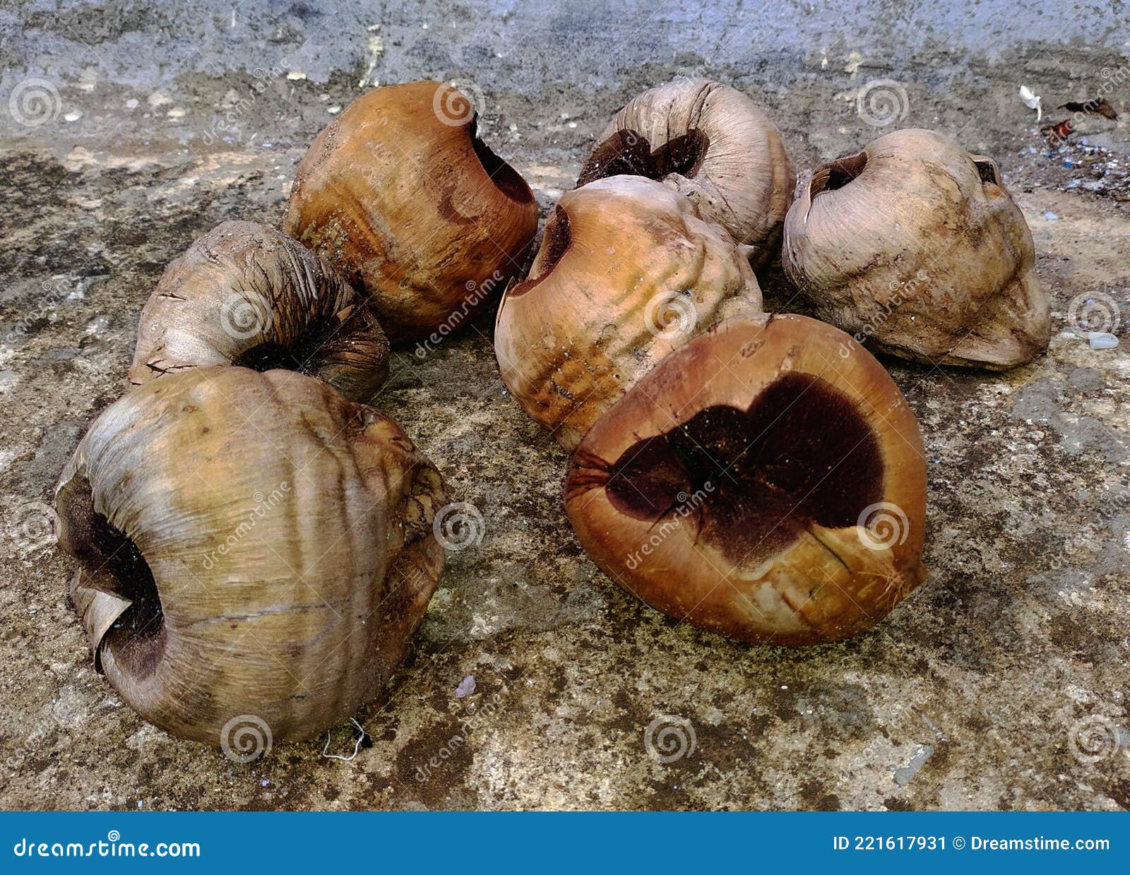 Los cocos secos imagen de archivo. Imagen de alimento - 221617931