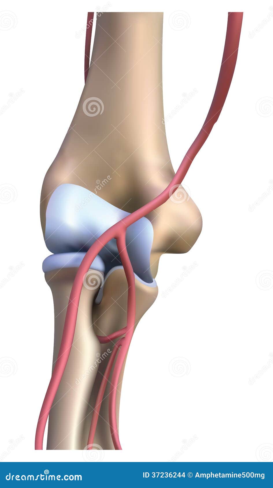 Los codos de los huesos stock de ilustración. Ilustración de primer ...