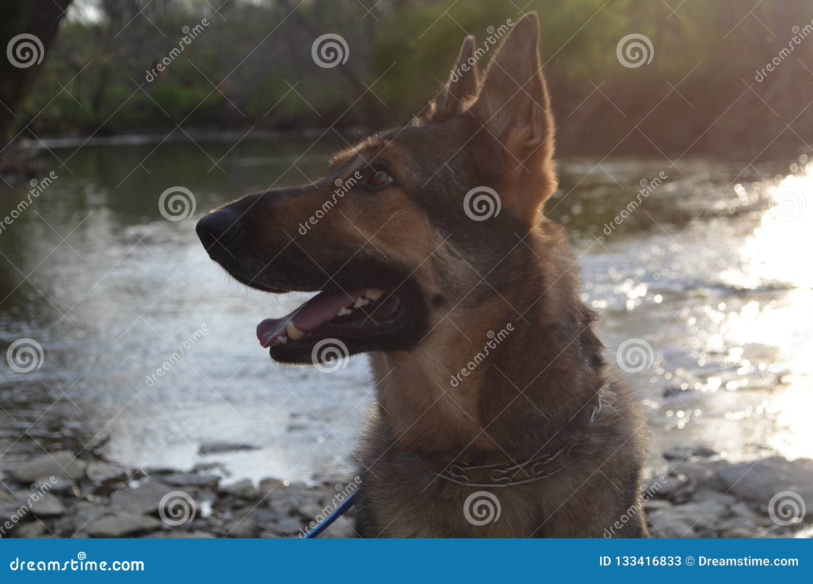Los colmillos son hermosos imagen de archivo. Imagen de canino - 133416833