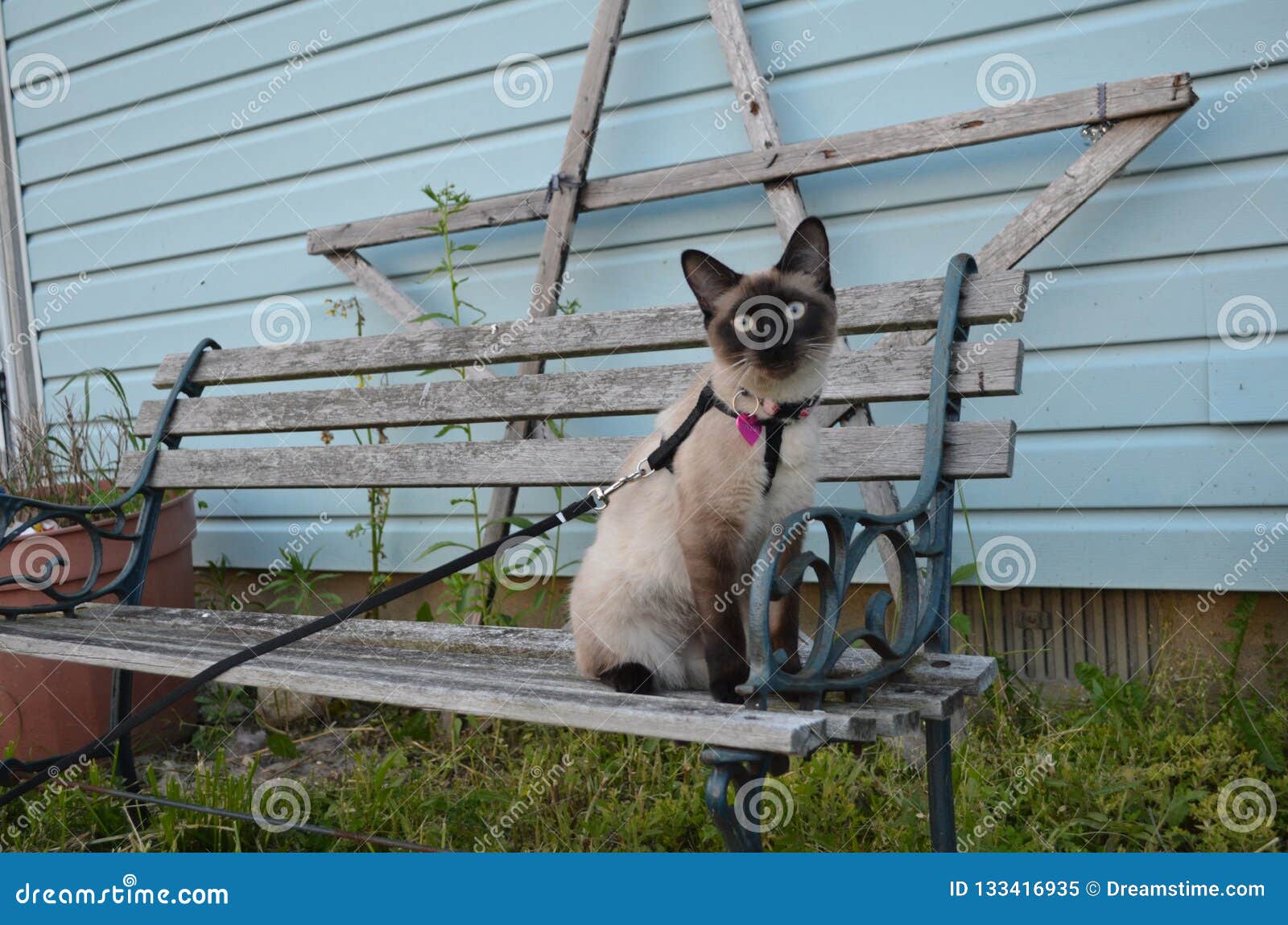 Los colmillos son hermosos imagen de archivo. Imagen de blanco - 133416935