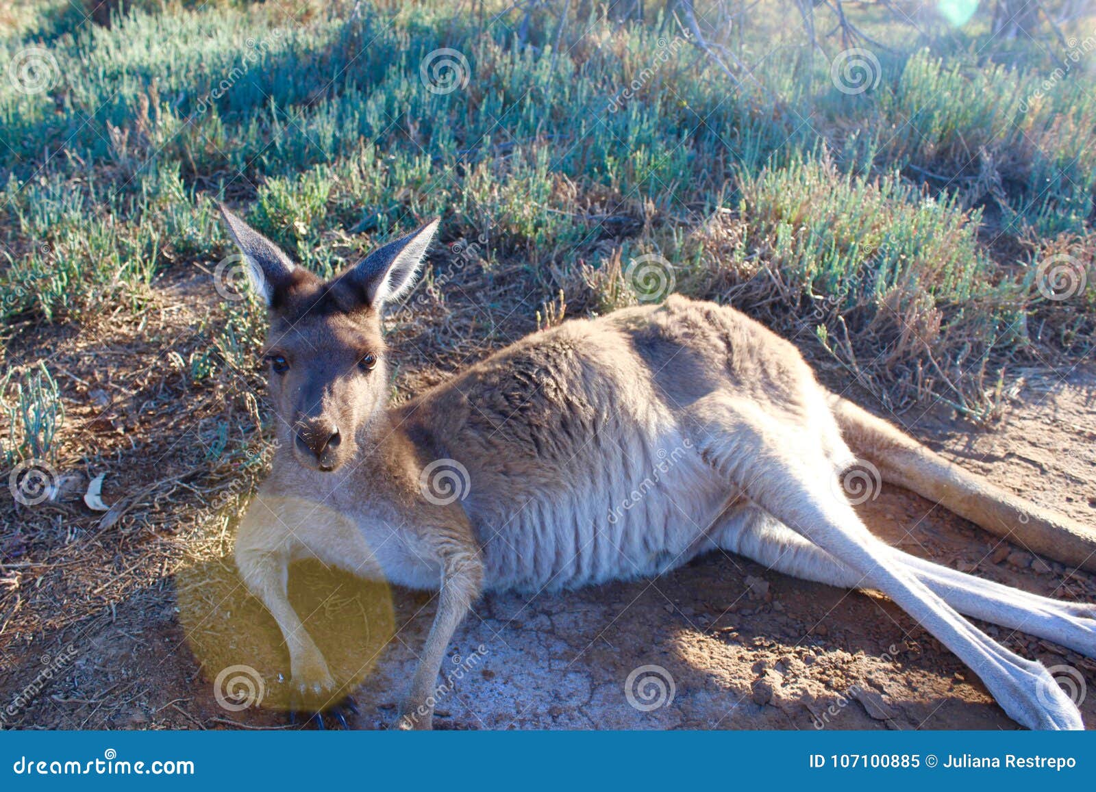 Los Colores De Australia Colores Del Canguro Imagen de archivo - Imagen ...