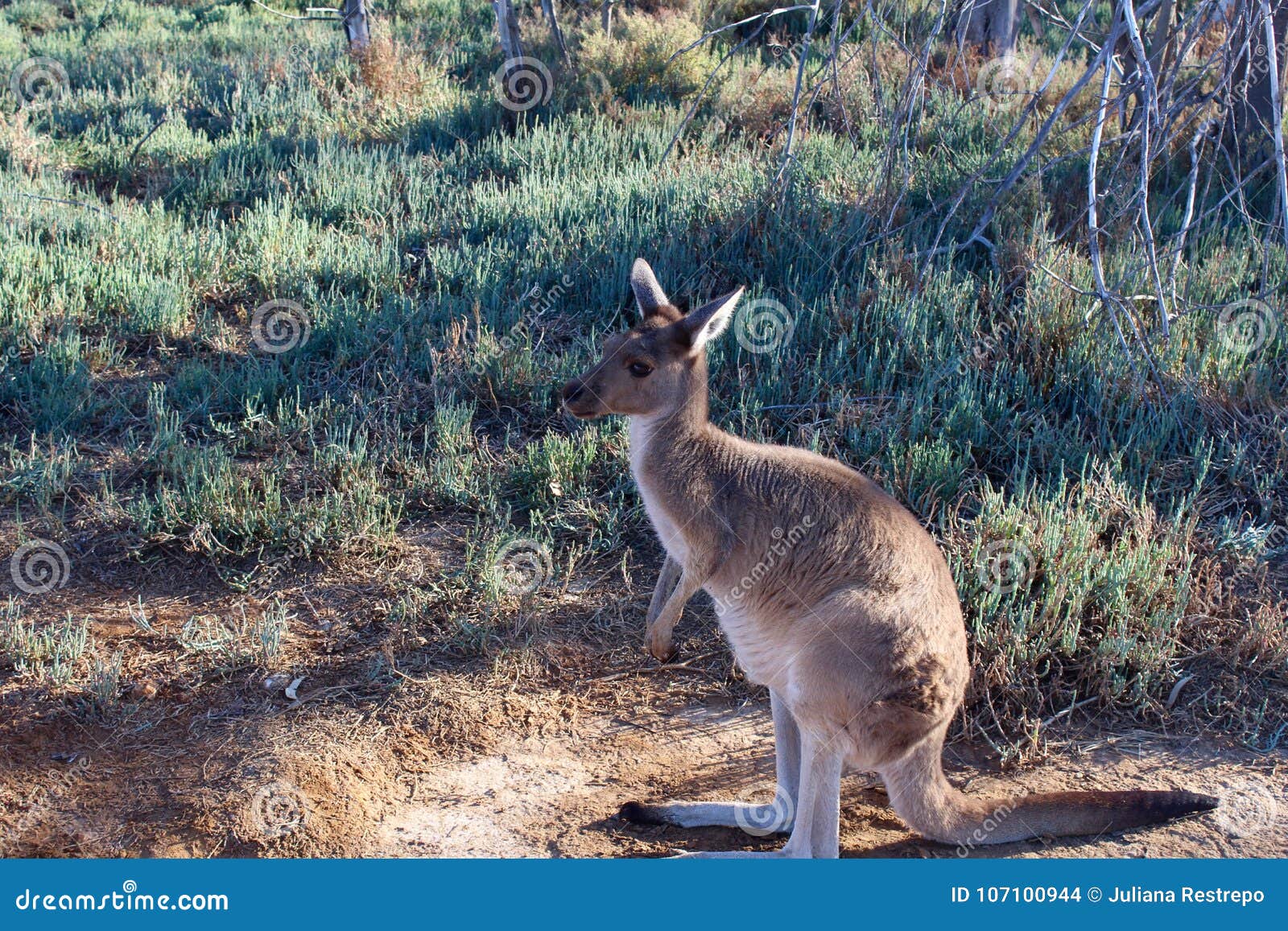 Los Colores De Australia Colores Del Canguro Foto de archivo - Imagen ...