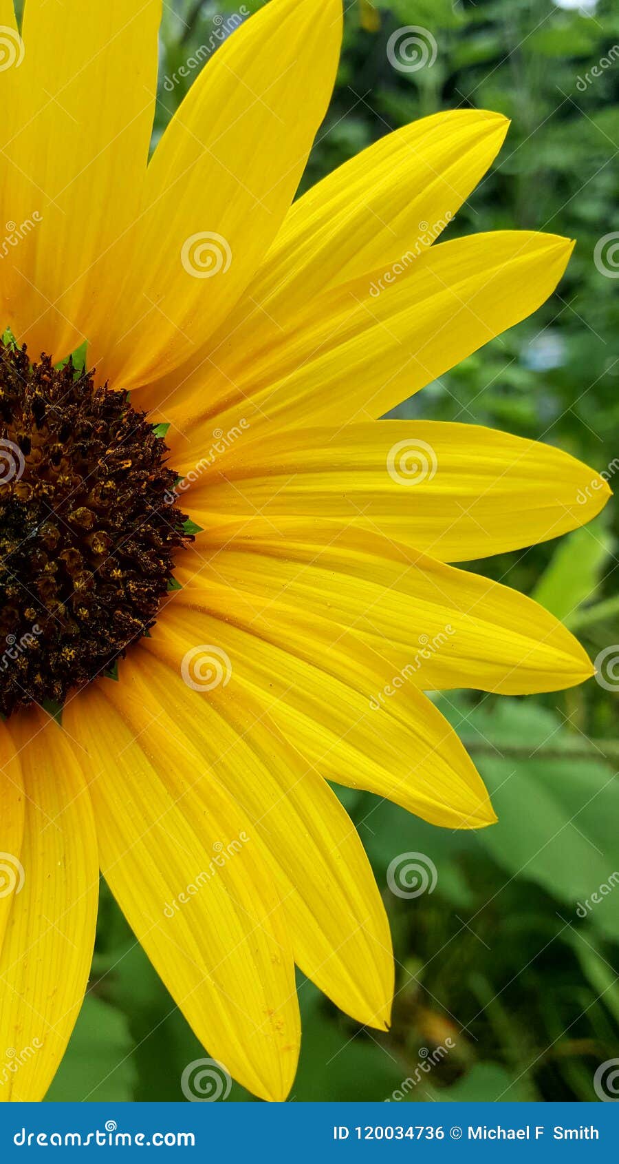 Los Colores De La Flor Del Sol Foto de archivo - Imagen de planta, cubo ...